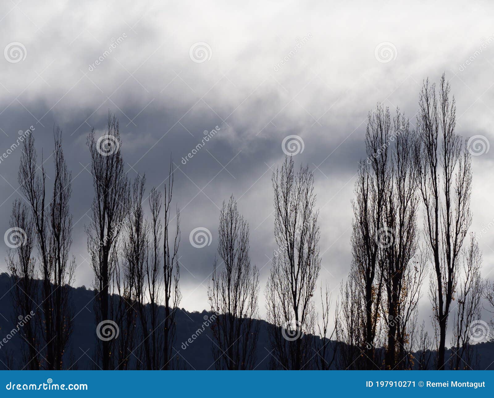Dark Clouds with Trees with almost No Leaves Stock Image - Image of ...