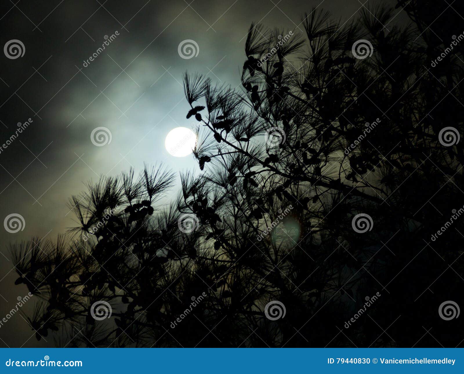 Dark Cloudy Full Moon Pine Tree Stock Photo - Image of moon, dark: 79440830