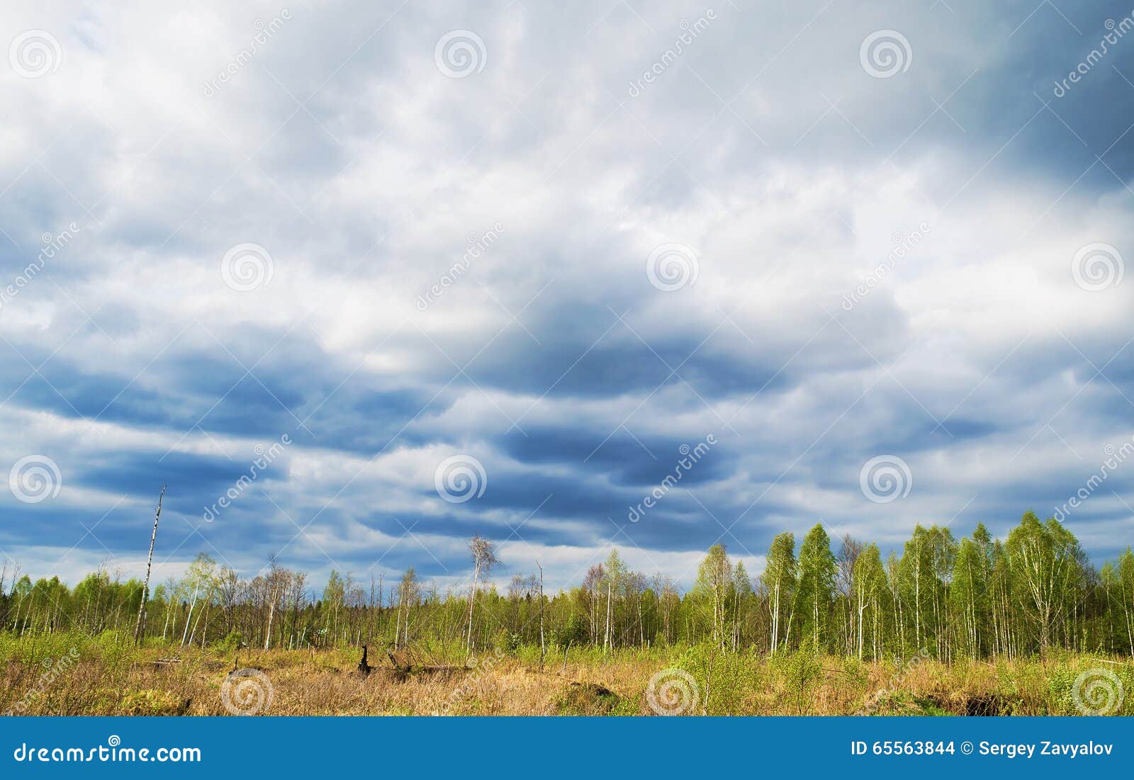 Dark Cloudy Sky Over a Spring Forest Stock Photo - Image of clouds ...