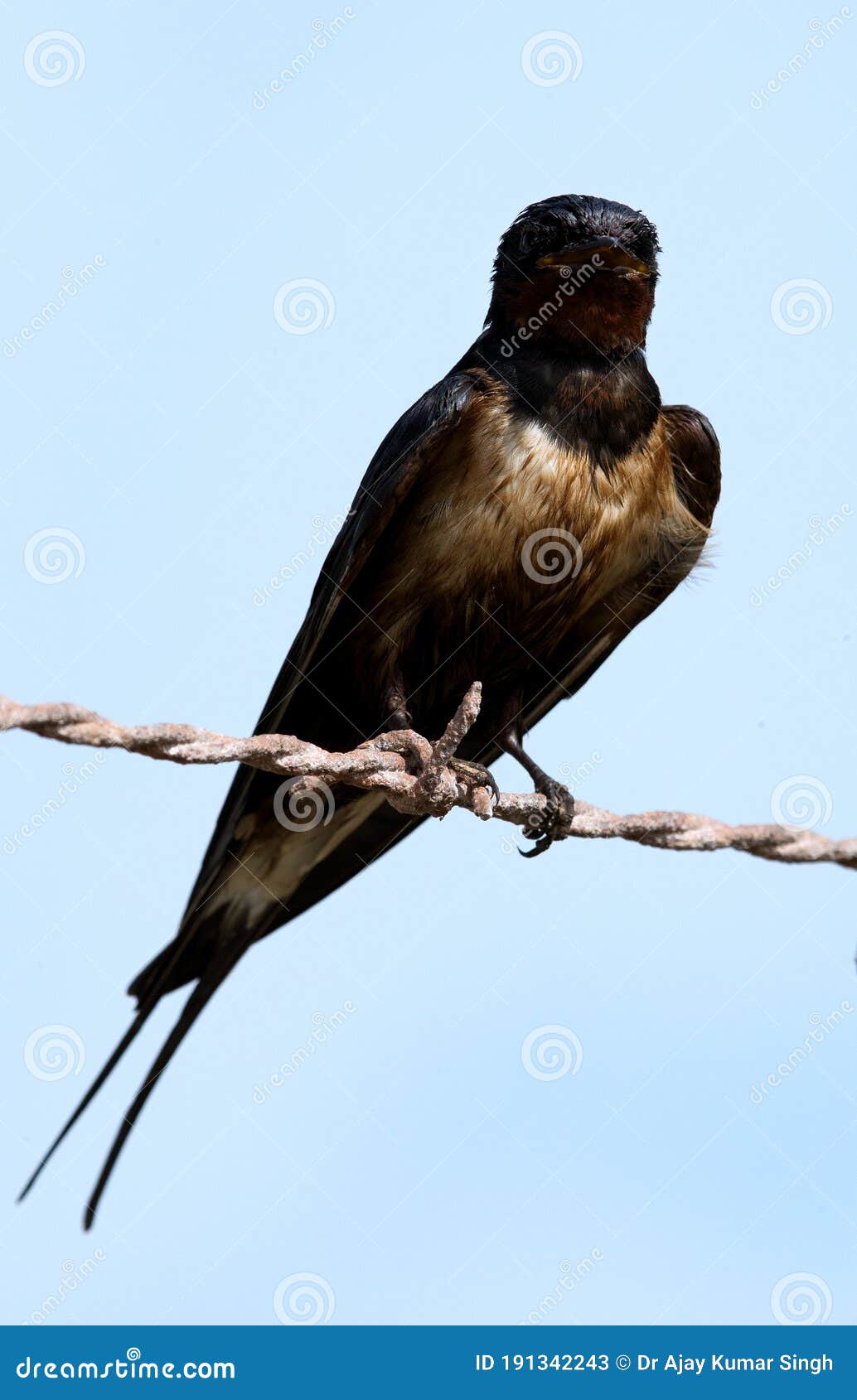Dark Color Barn Swallow Drenched in Oil Stock Image - Image of nature ...