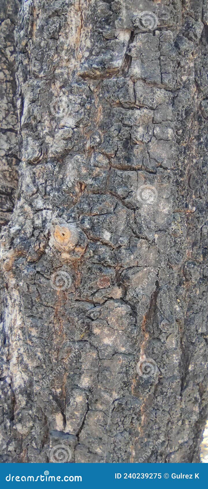 Dark Color Tree Texture Background. Stock Image - Image of cork, ground ...