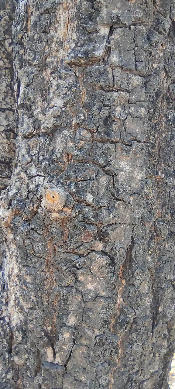 Dark Color Tree Texture Background. Stock Image - Image of cork, ground ...