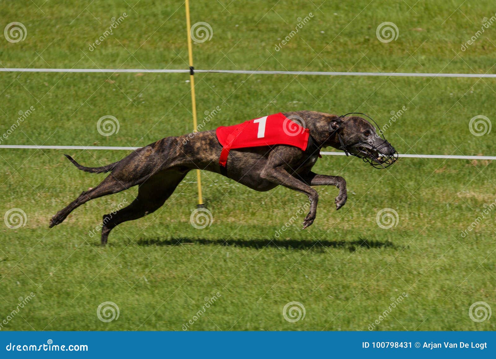 Dark Colored Greyhound Racing Editorial Photo - Image of action, event ...