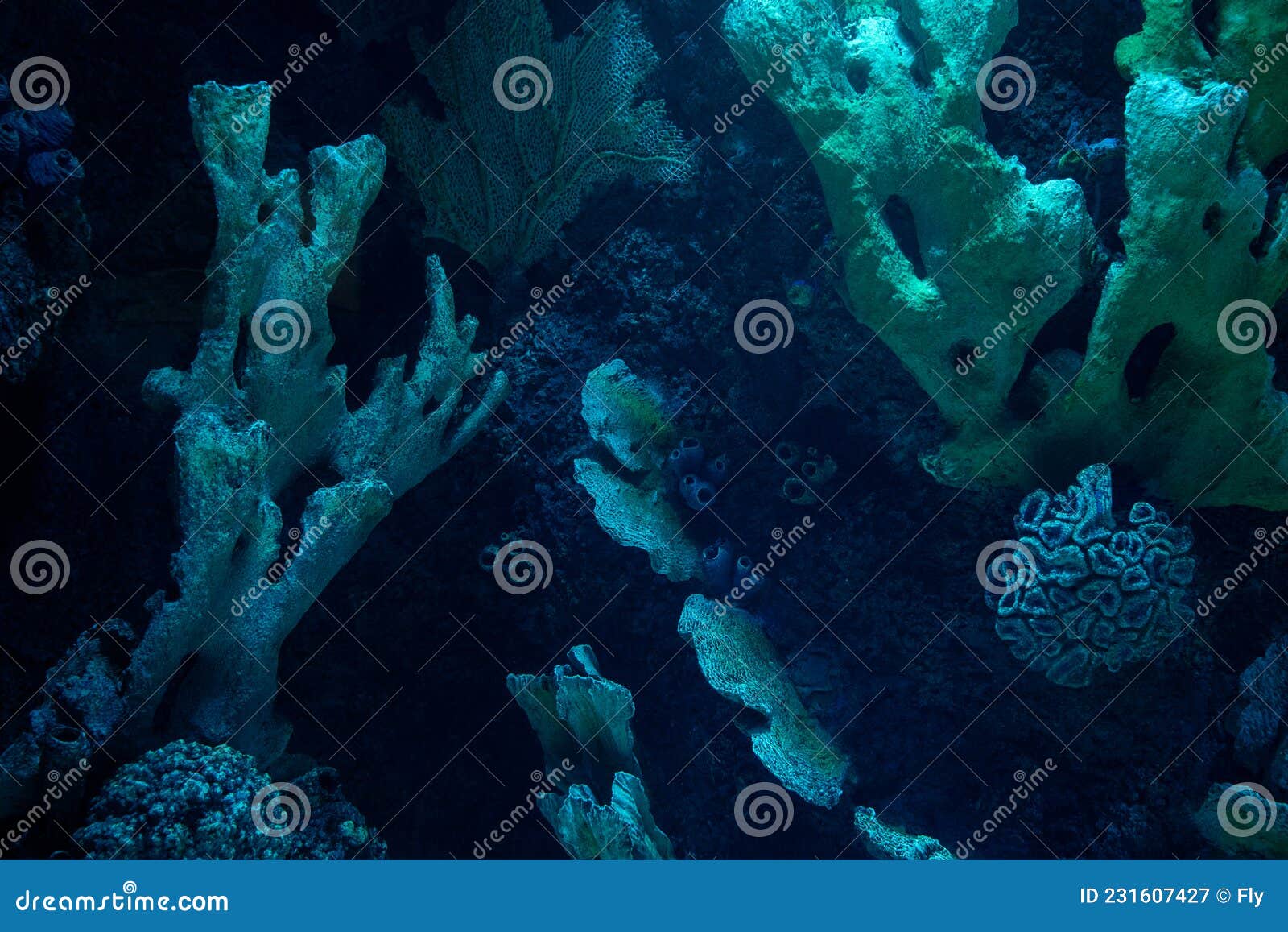 Dark Coral Reef Formation on the Ocean Floor Stock Image - Image of ...
