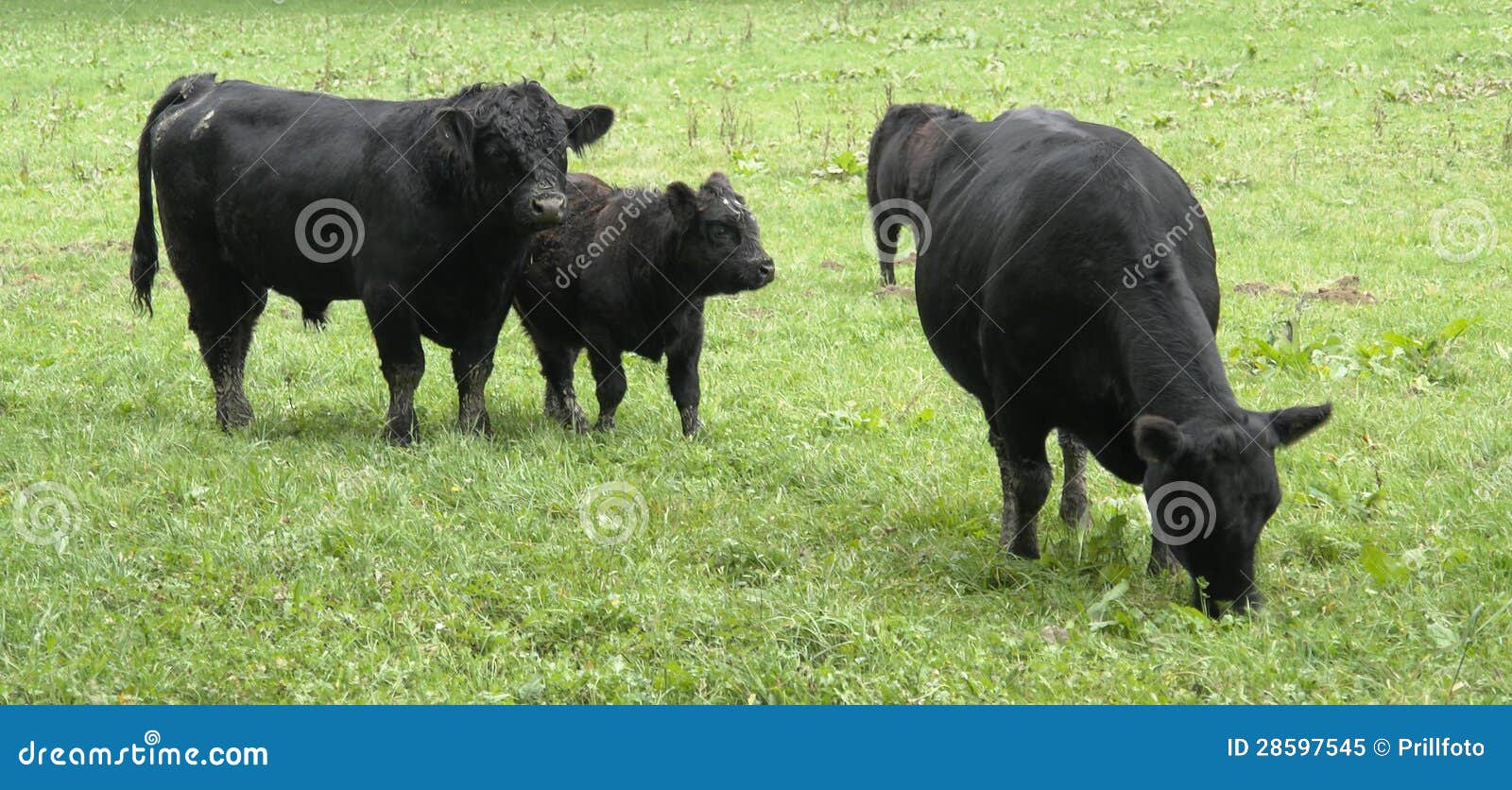 Dark cows on a meadow stock image. Image of family, animals - 28597545