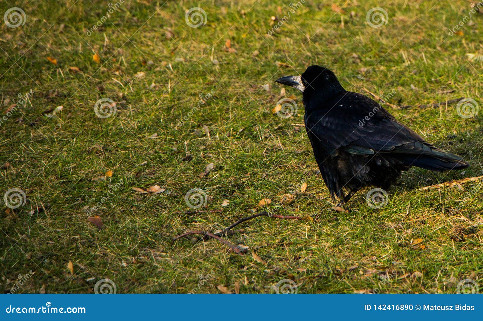 Dark Crow Standing on the Ground. Place for Inscription Stock Photo ...