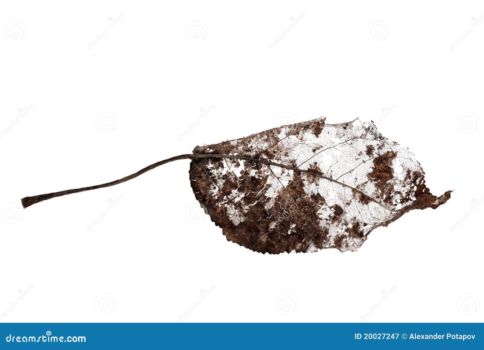 Dark Dead Leaf Isolated on White Stock Image - Image of tree ...