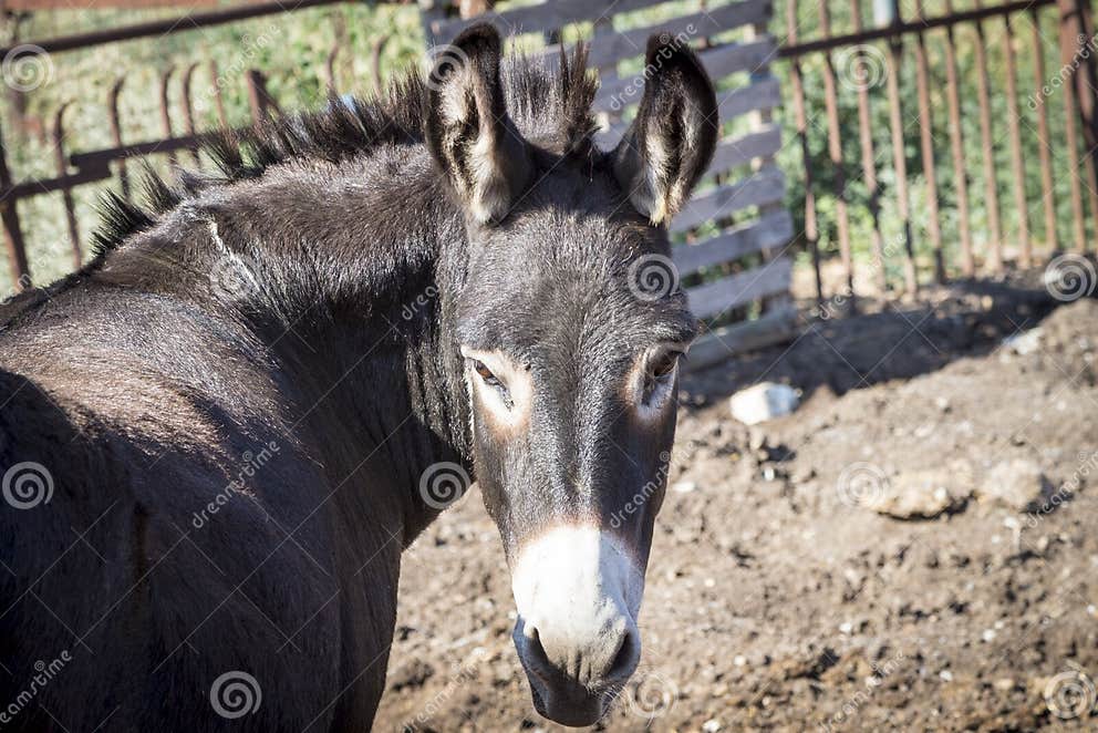 Dark Donkey Standing in the Sun Stock Photo - Image of nature, mulish ...