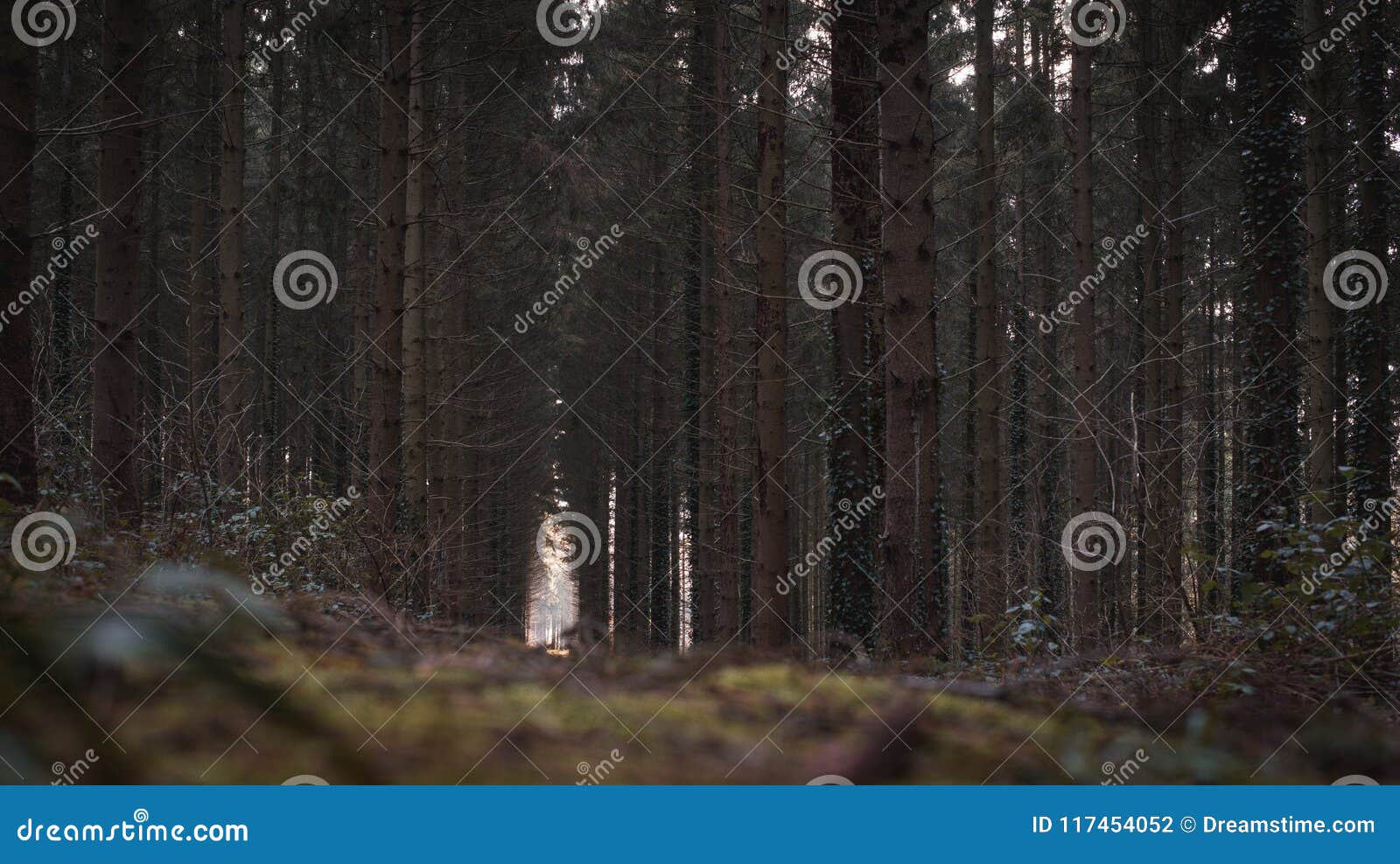 Dark Dramatic Forest in Belgium Stock Photo - Image of moody, abstract ...