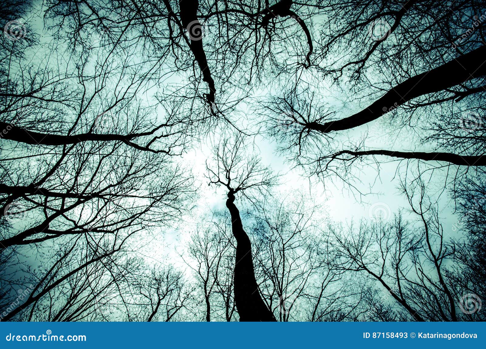 Dark dramatic forest stock image. Image of point, dramatic - 87158493