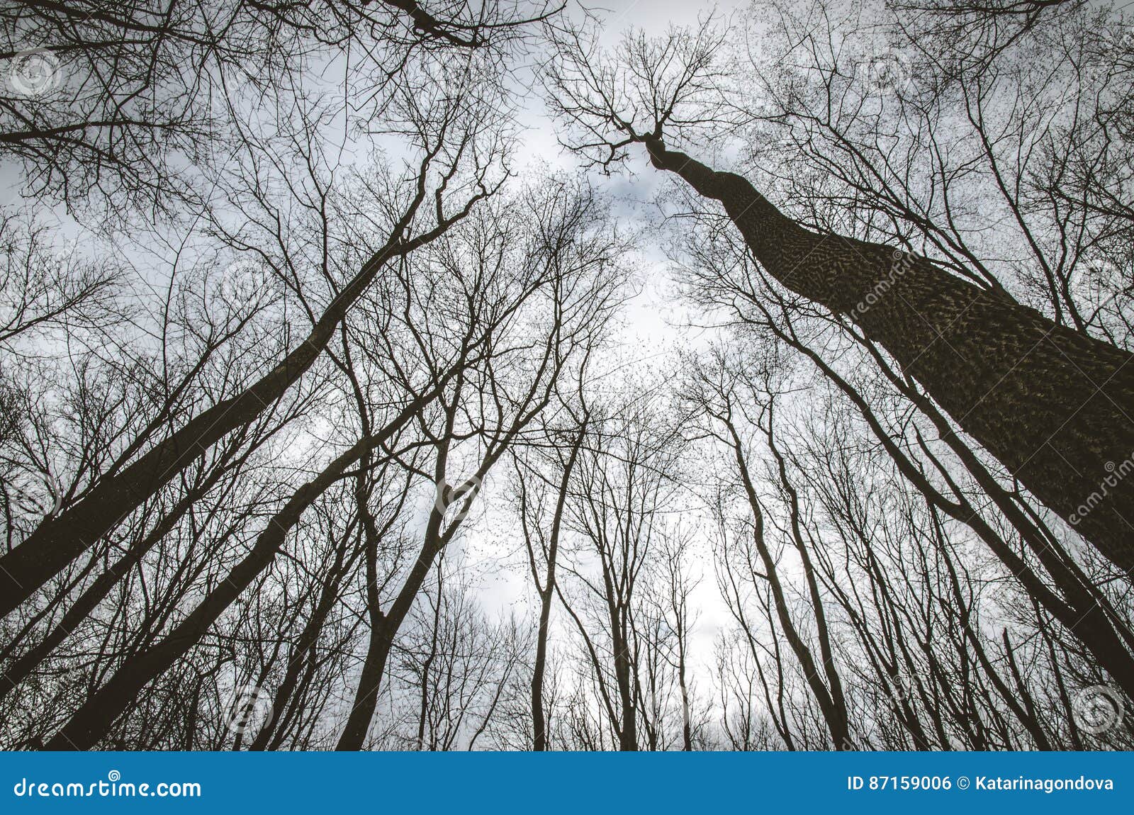 Dark dramatic forest stock photo. Image of point, night - 87159006