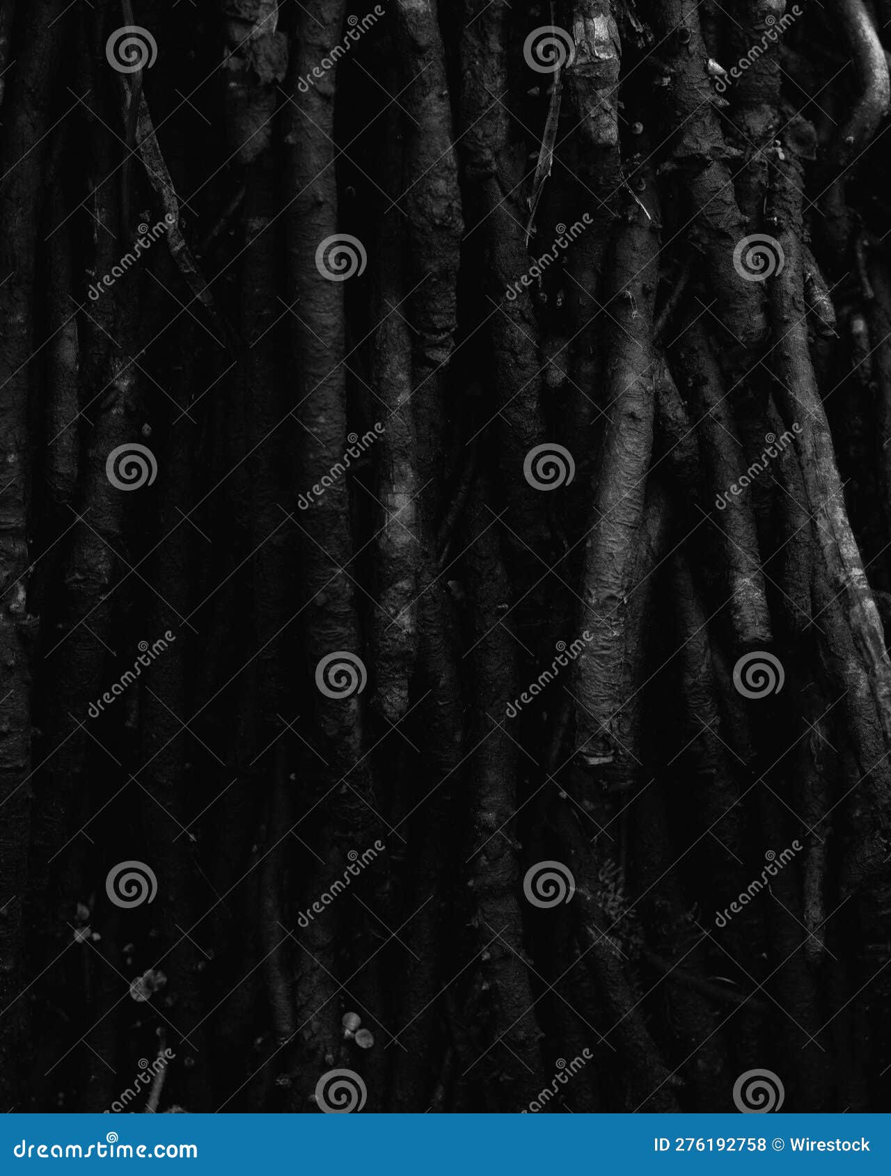 Dark Dramatic Grayscale of Ground Roots Seeping into the Soil Hidden in ...