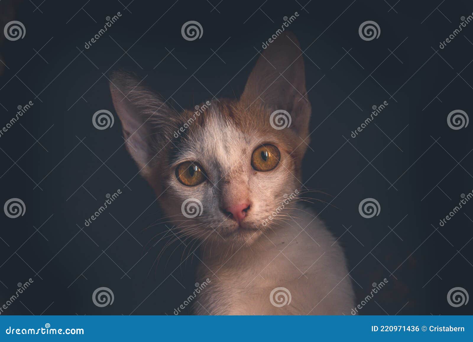 Dark and Dramatic Portrait of a Kitten Stock Photo - Image of small ...