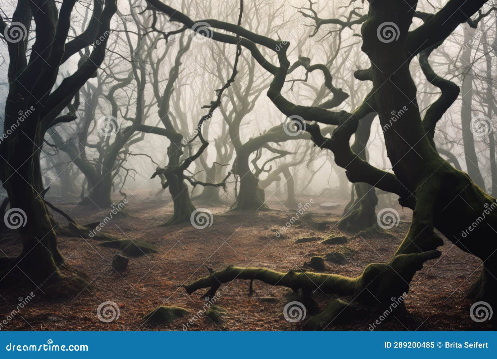 Dark Dramatic Sinister Looking Landscape with Bare Trees Stock ...