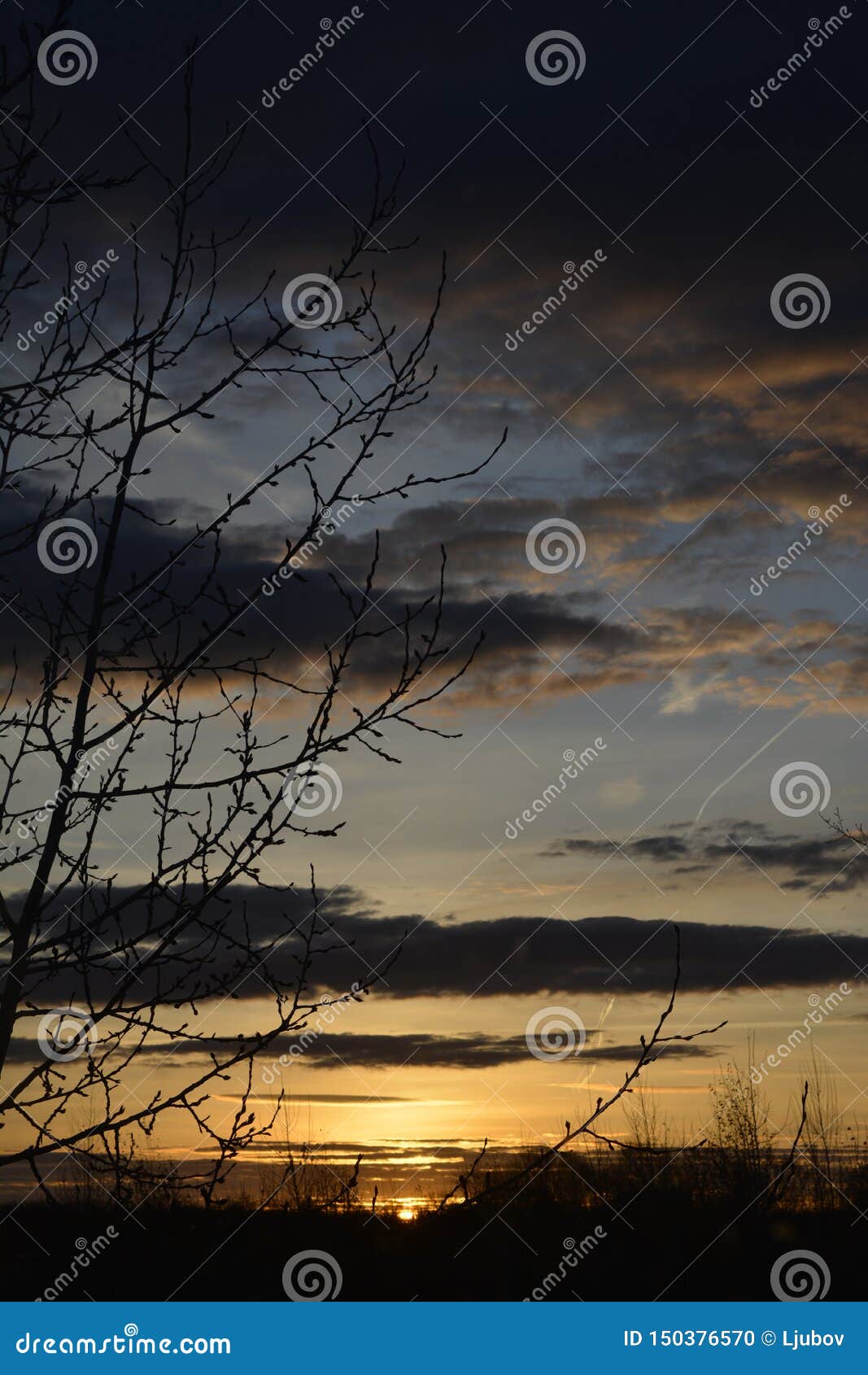 Dark Dramatic Sky on the Sunrise. Branches Silhouettes on the ...
