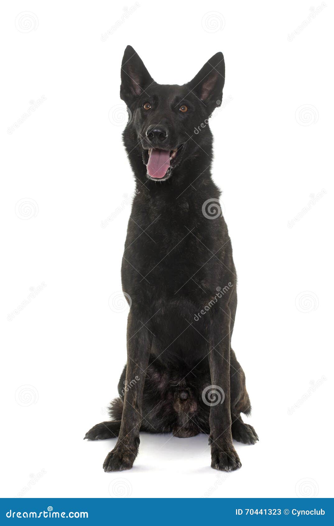 Dark dutch shepherd stock image. Image of dutch, black - 70441323
