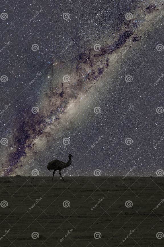 The Dark Emu stock image. Image of dark, native, night - 178959715