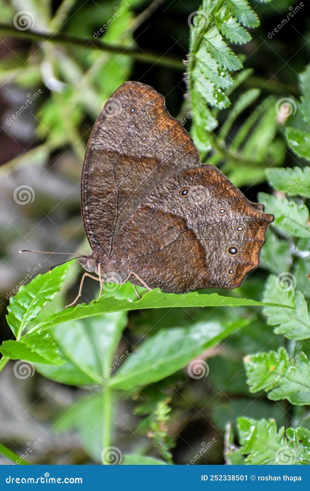 Evening Brown Butterfly Lateral View, Melanitis Leda, Pune Royalty-Free ...
