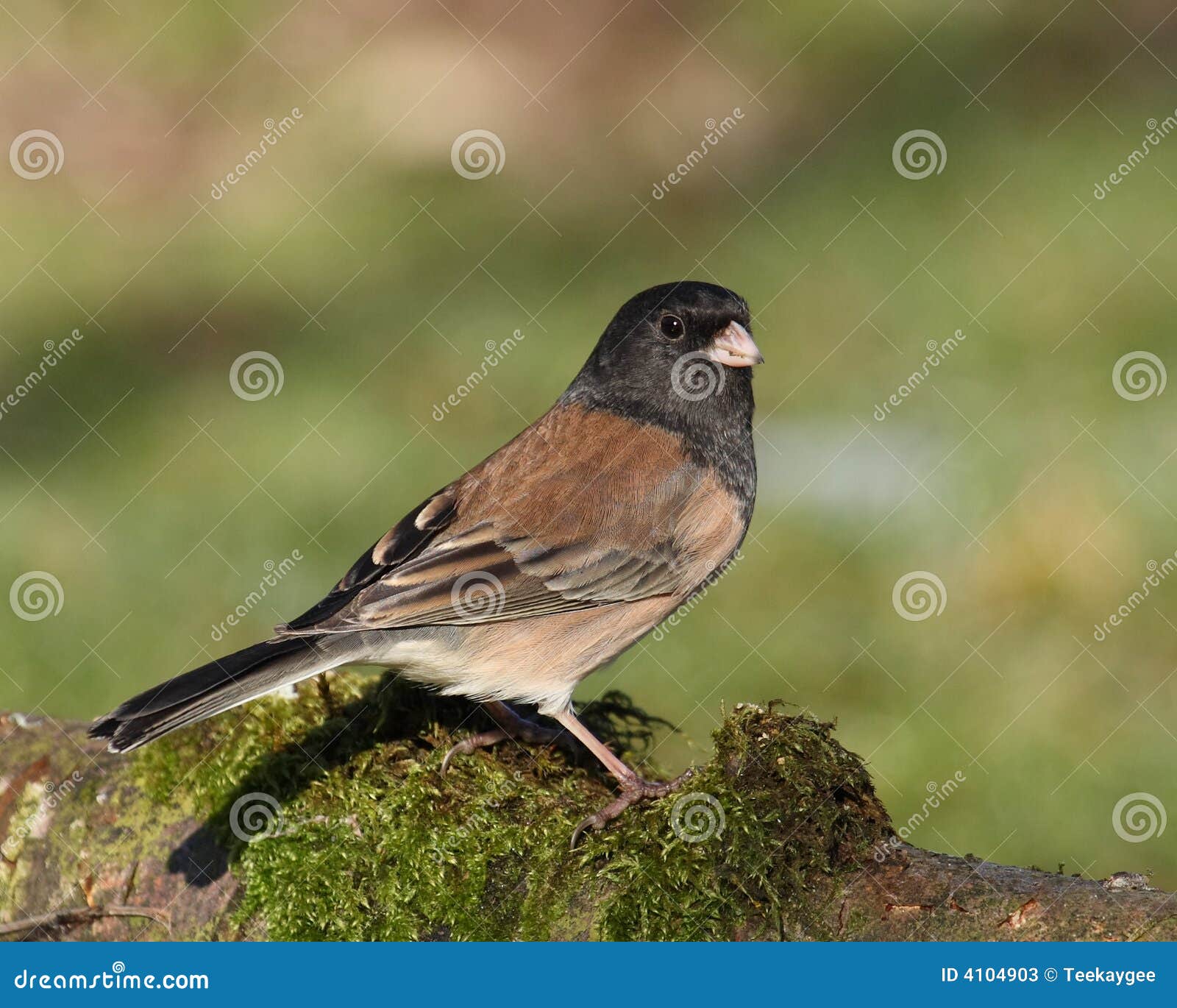 Dark-eyed Junco stock image. Image of sparrow, natural - 4104903