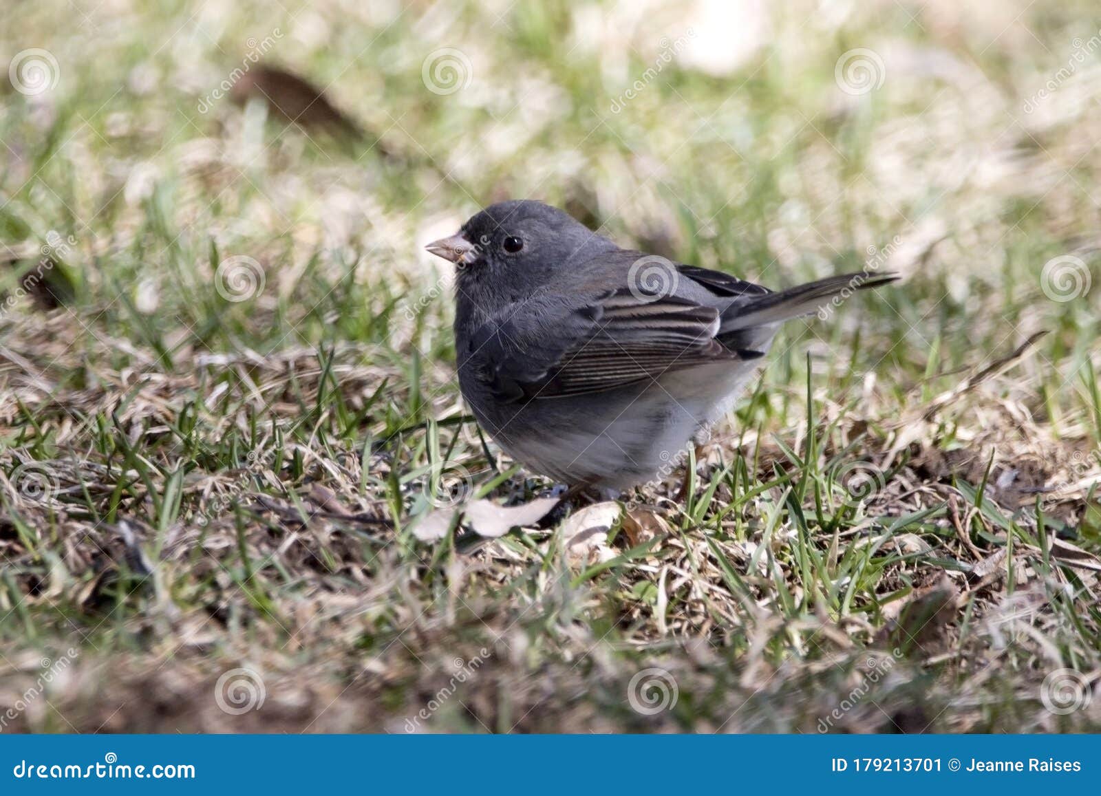 Dark Eyed Junco Bird on the Ground Stock Image - Image of size, junco ...