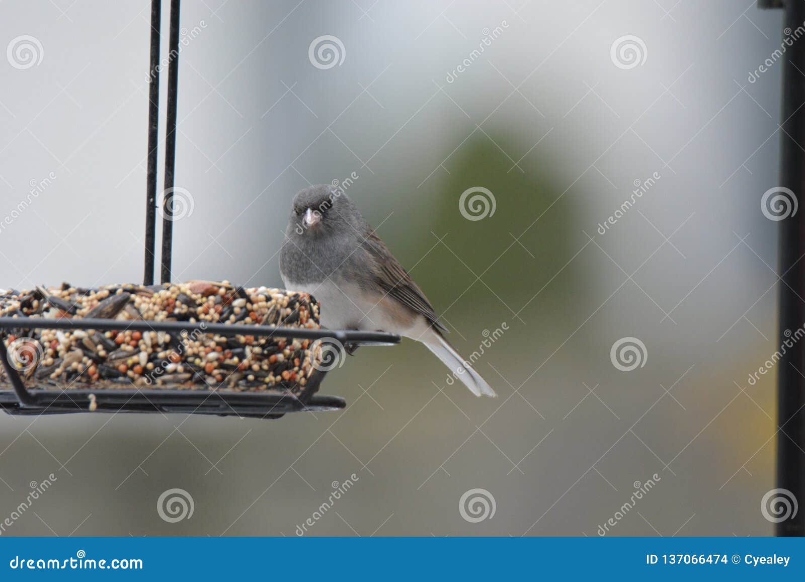 Dark-eyed Junco Bird at My Feeder Stock Photo - Image of female, junco ...