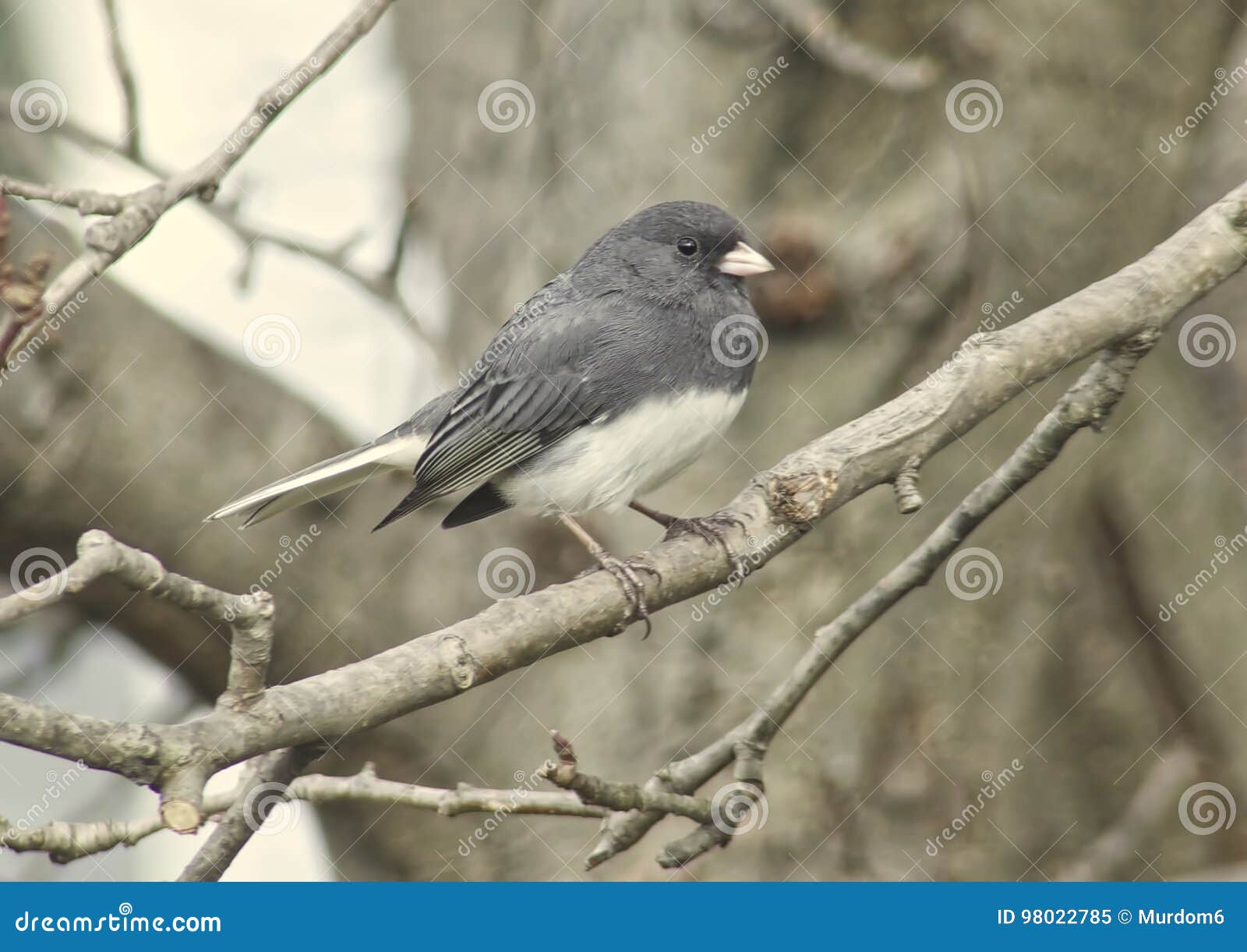 Dark-eyed Junco stock image. Image of close, wildlife - 98022785
