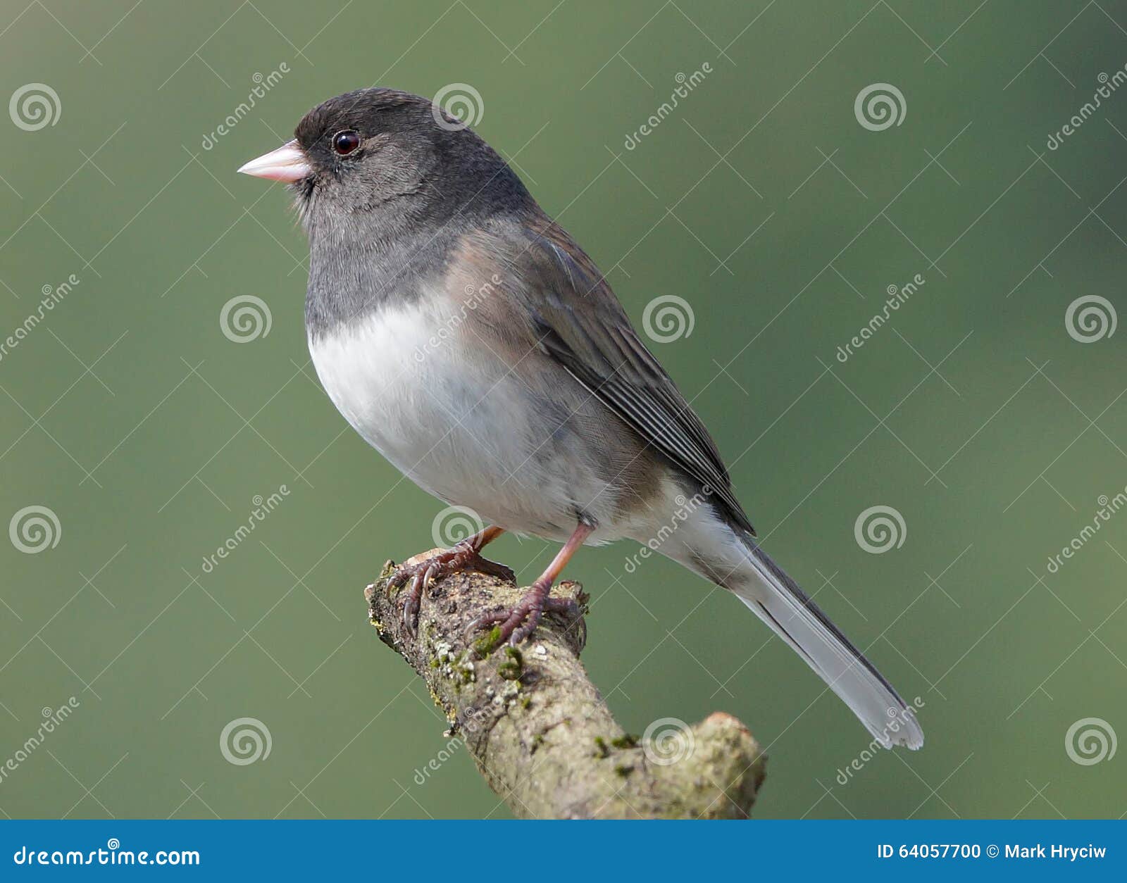 Dark Eyed Junco stock photo. Image of downy, animal, bright - 64057700