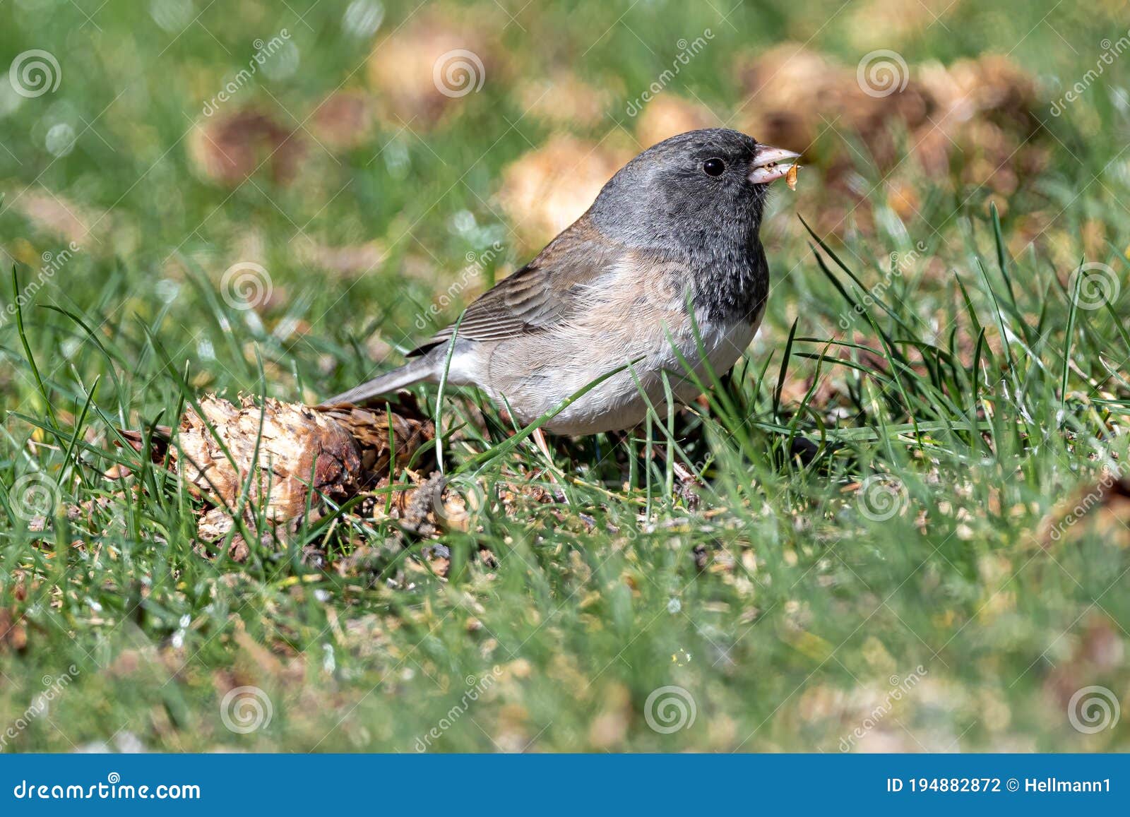 Dark Eyed Junco stock photo. Image of closeup, beak - 194882872