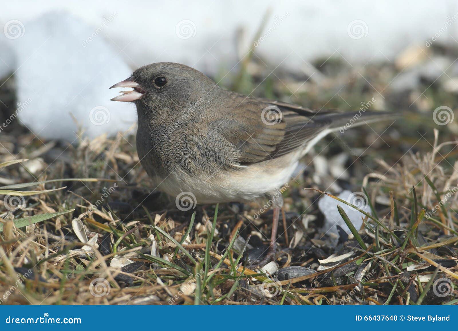 Dark-eyed Junco (junco Hyemalis) in Snow Stock Photo - Image of winter ...