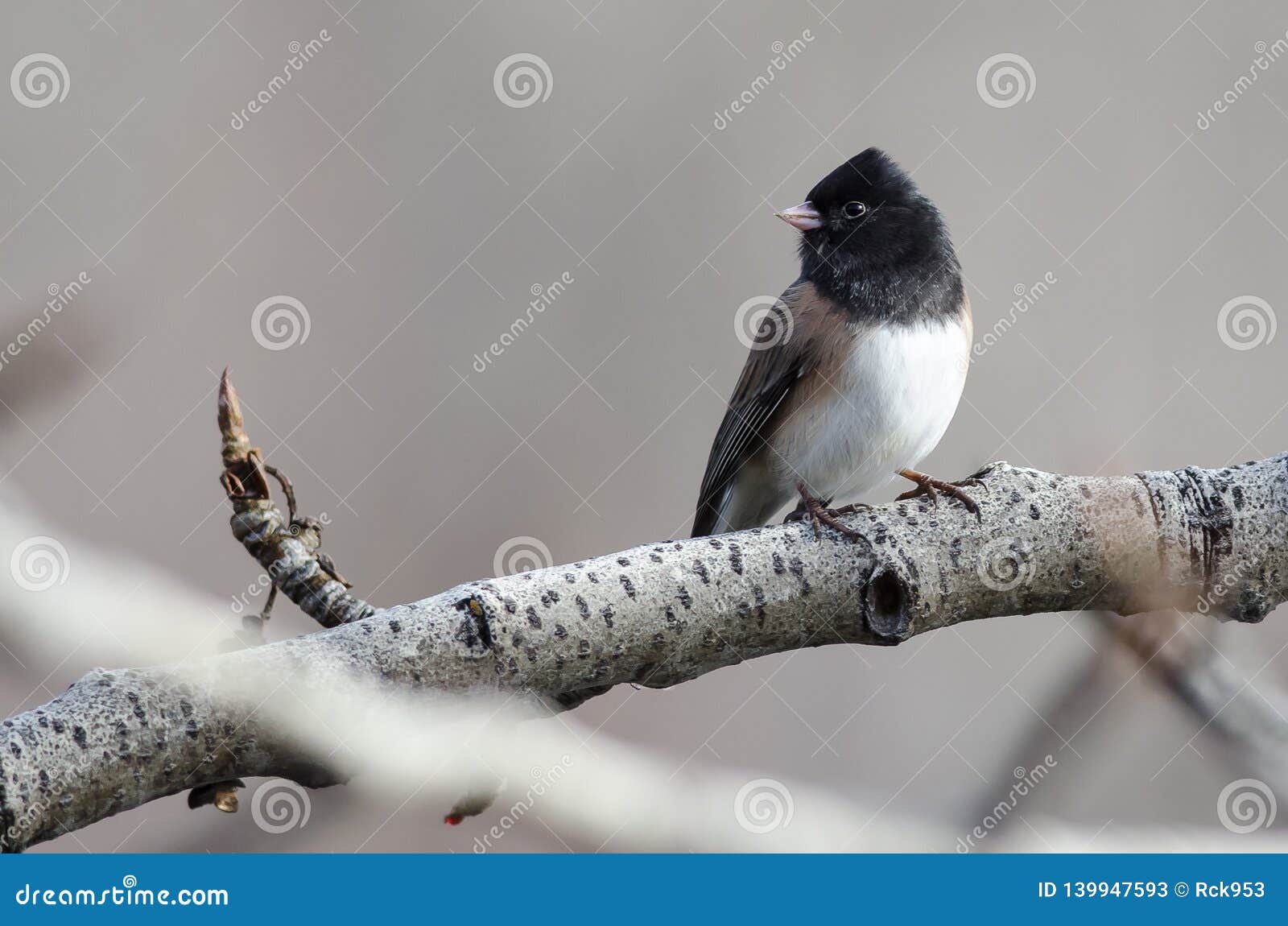 Dark-Eyed Junco Resting in a Winter Tree Stock Image - Image of nature ...