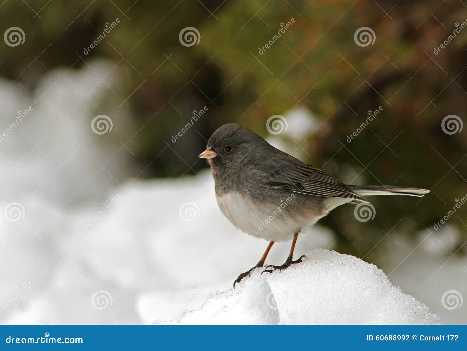 Dark-Eyed Junco stock photo. Image of boreal, cela, atricapillus - 60688992