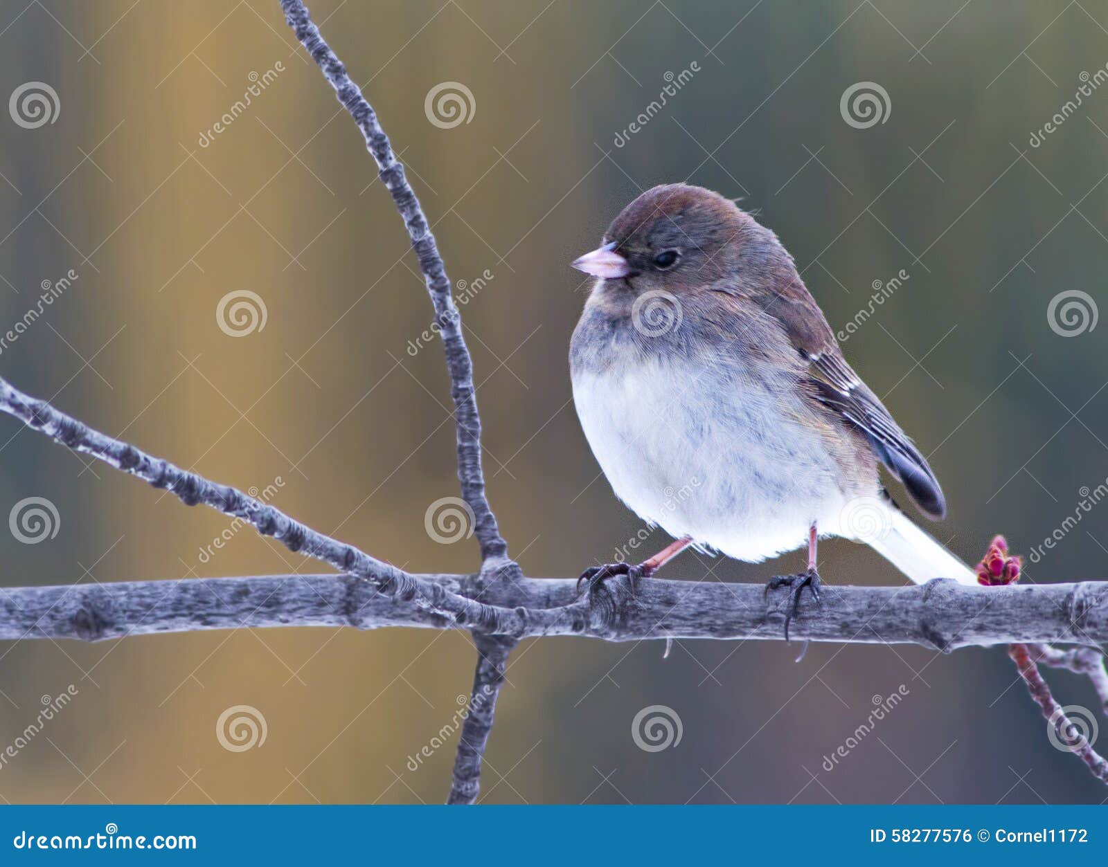 Dark-Eyed Junco stock photo. Image of baby, cedrorum - 58277576