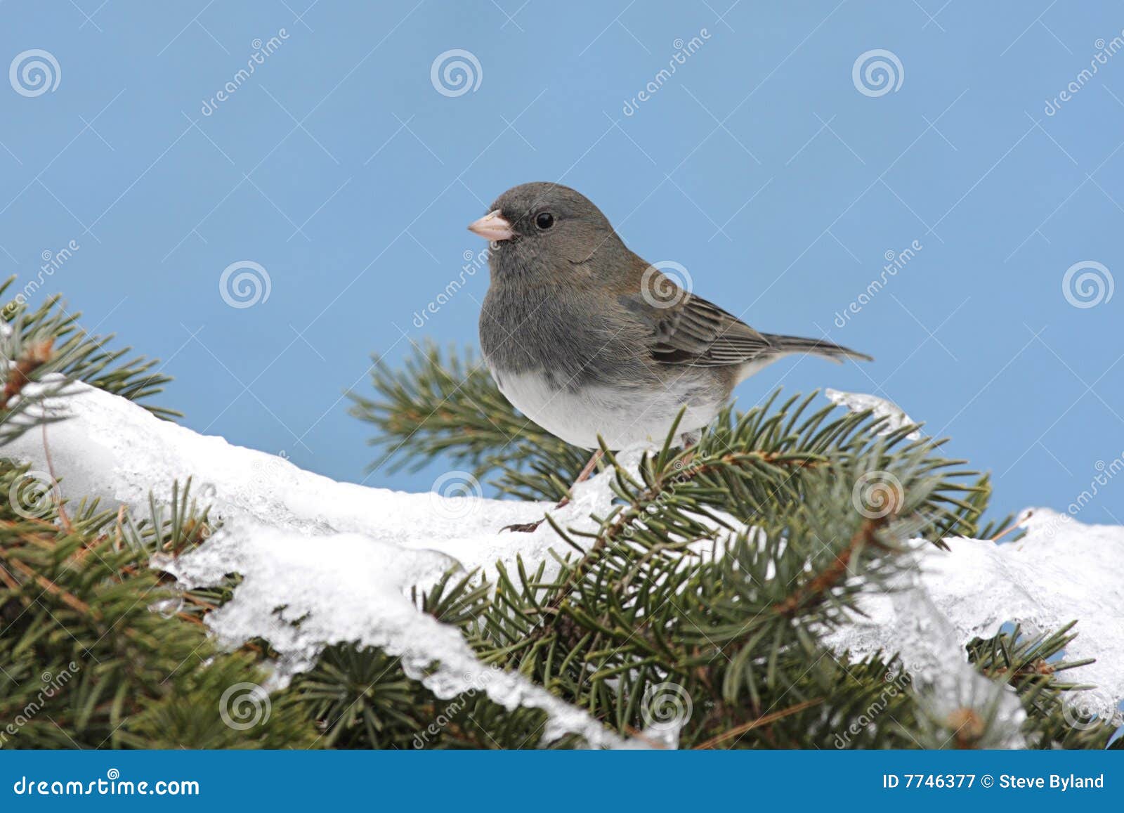 Dark-eyed Junco in Snow stock image. Image of winter, spruce - 7746377