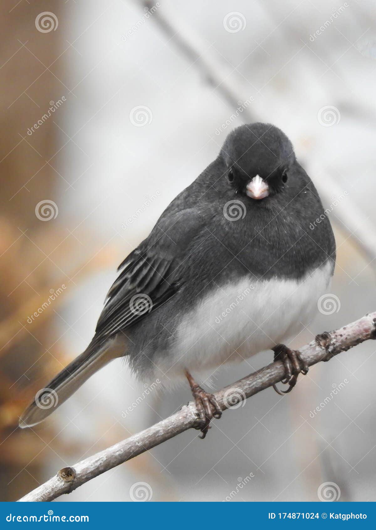 Dark Eyed Junco Winter Bird Stock Photo - Image of closeup, nature ...