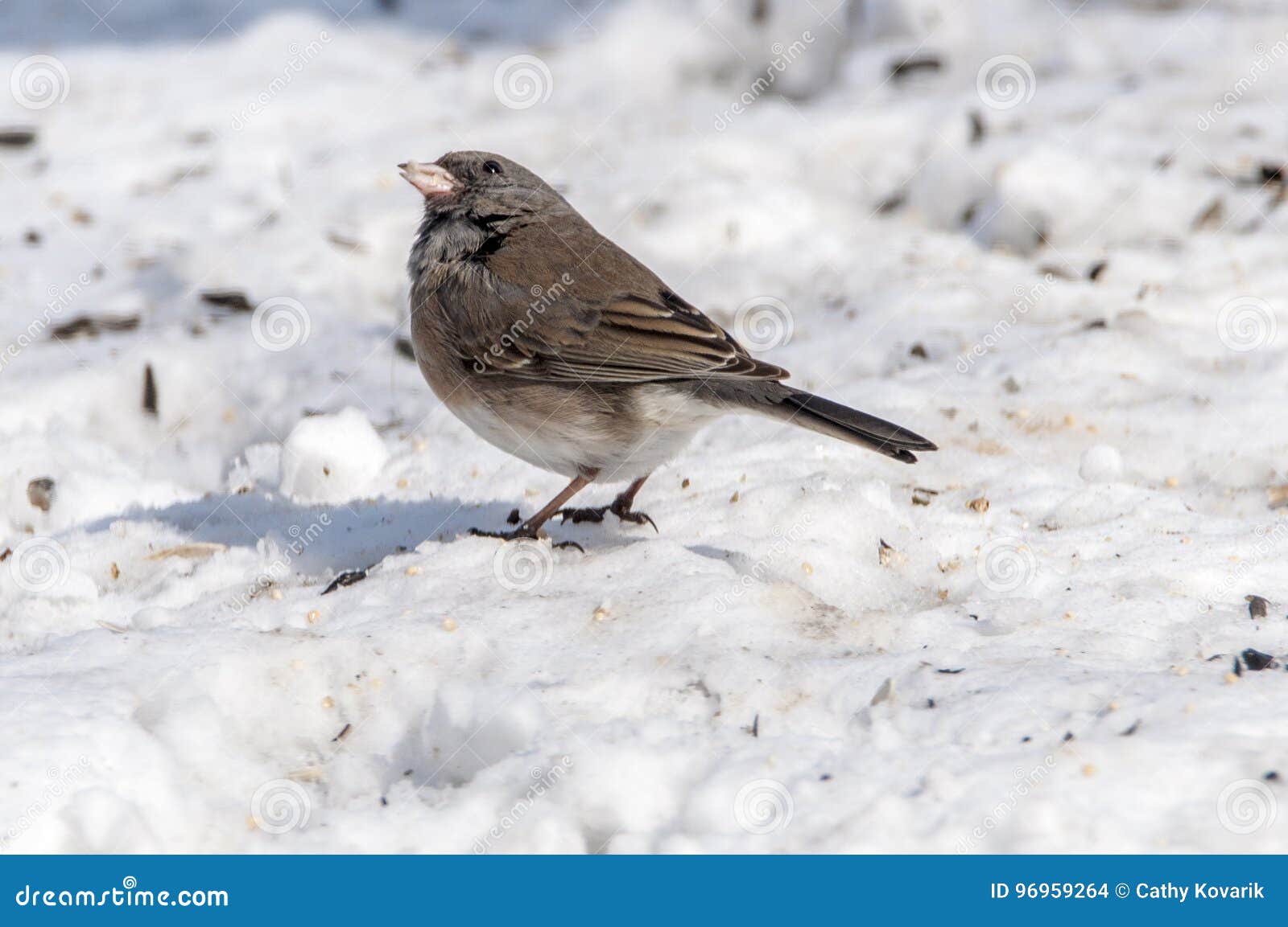 Dark Eyed Junco stock photo. Image of white, snow, junco - 96959264