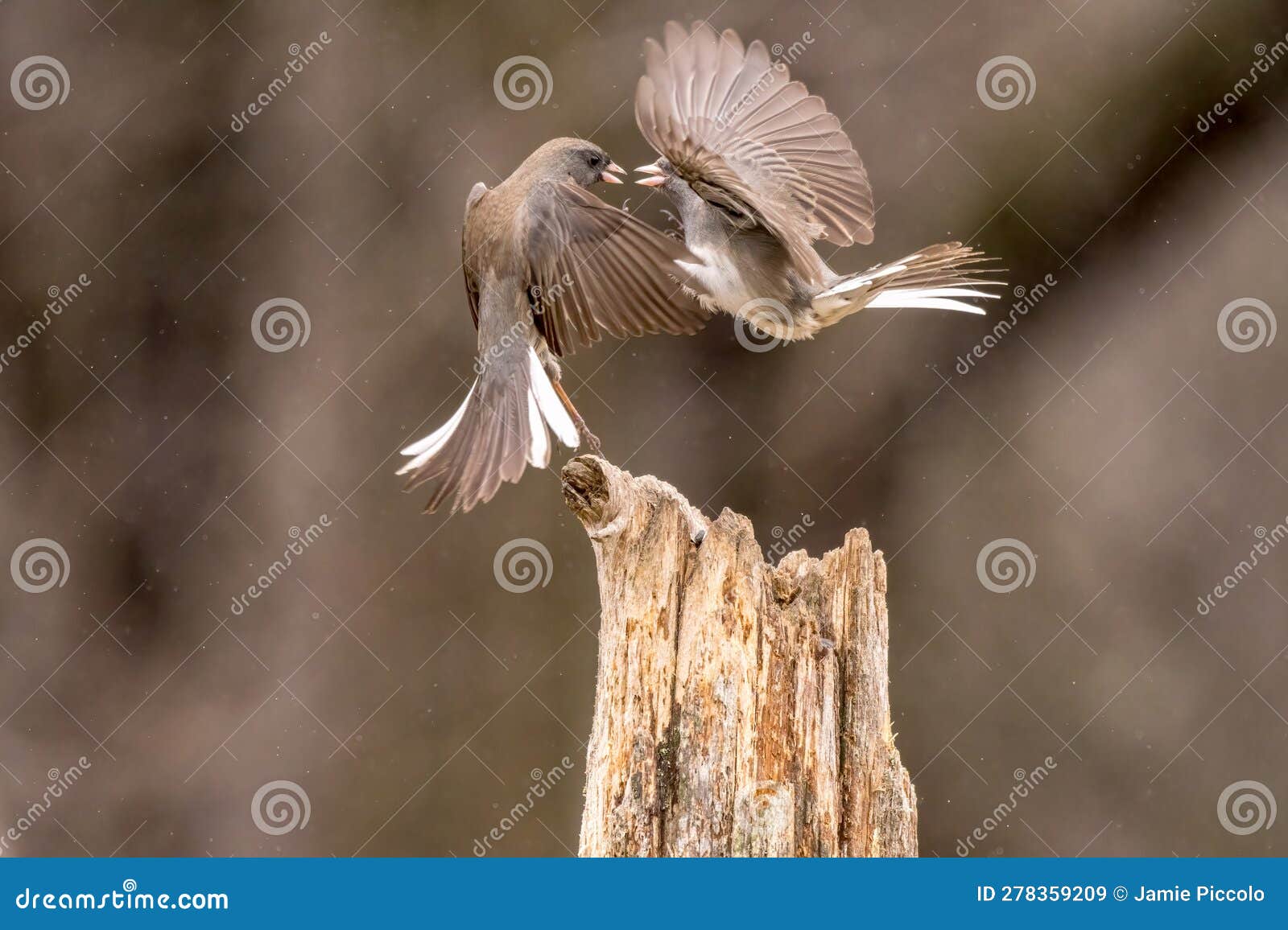 Dark Eyed Juncos Fighting in Spring Stock Image - Image of spring, eyed ...