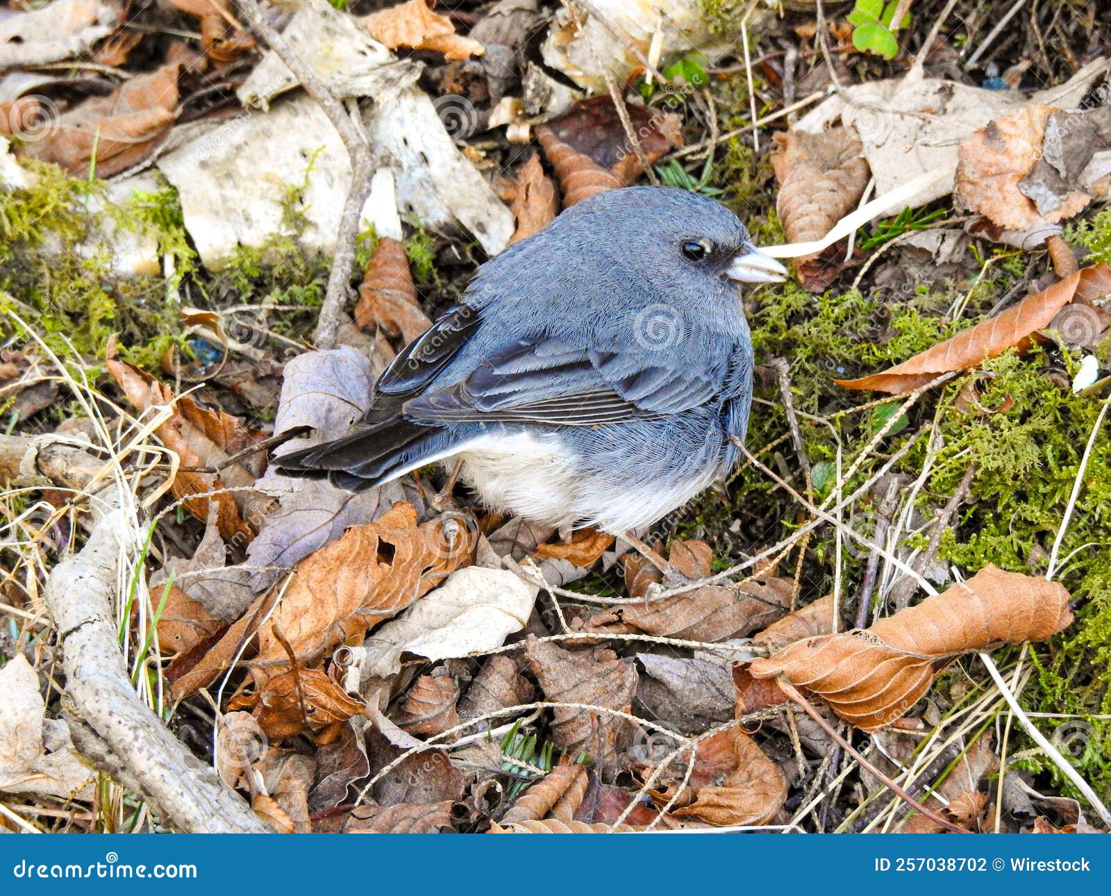 Dark Eyed Juno Bird in the Leaves Stock Photo - Image of feathers ...