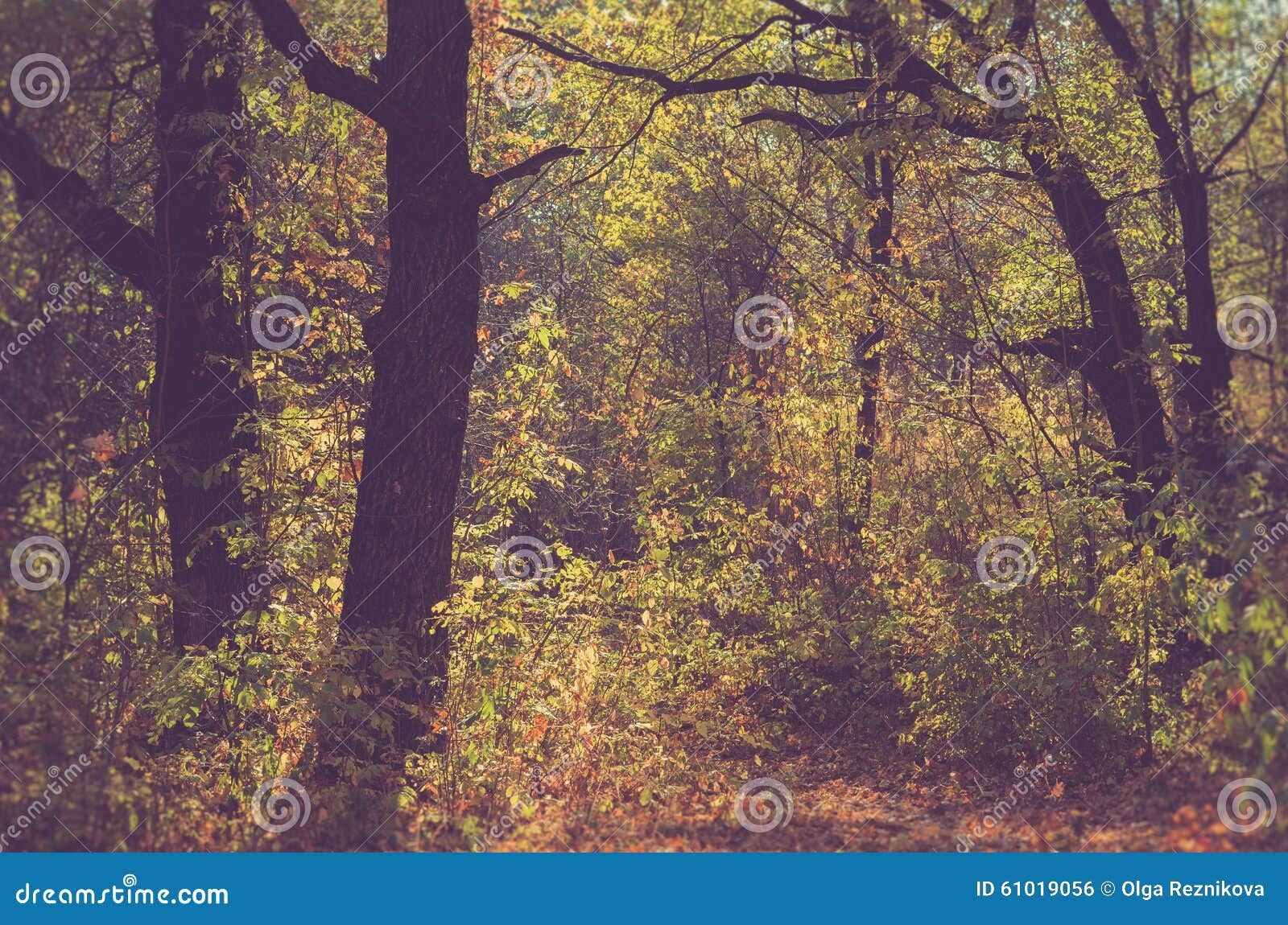 Dark fall forest stock photo. Image of colorful, orange - 61019056