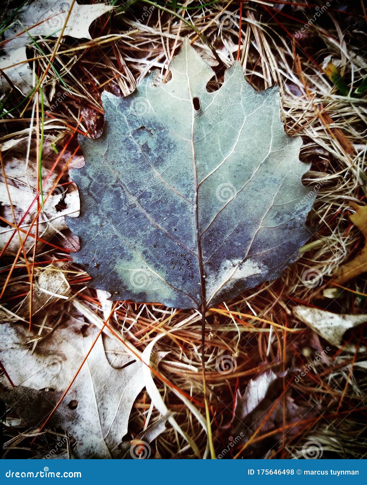 Dark fall leaves stock photo. Image of growth, dark - 175646498