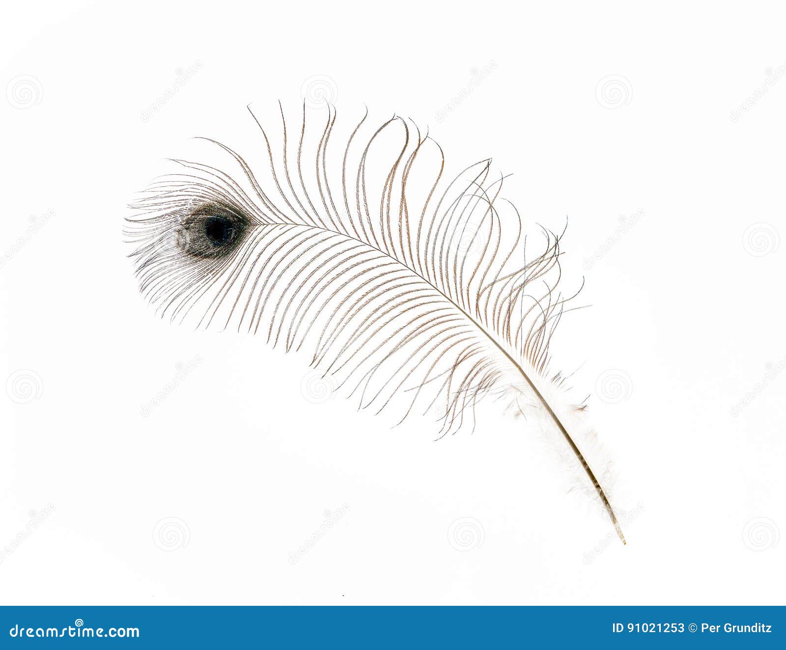 Dark Feather on White Background Stock Image - Image of light, single ...