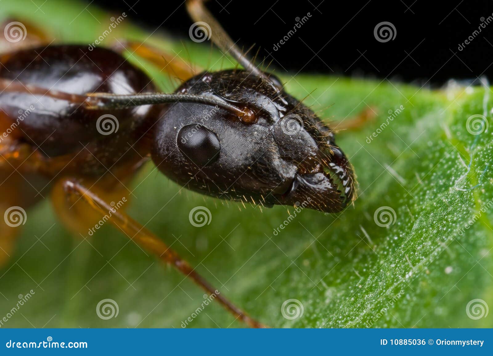 Ant Dark Abdomen Stock Photos - Free & Royalty-Free Stock Photos from ...