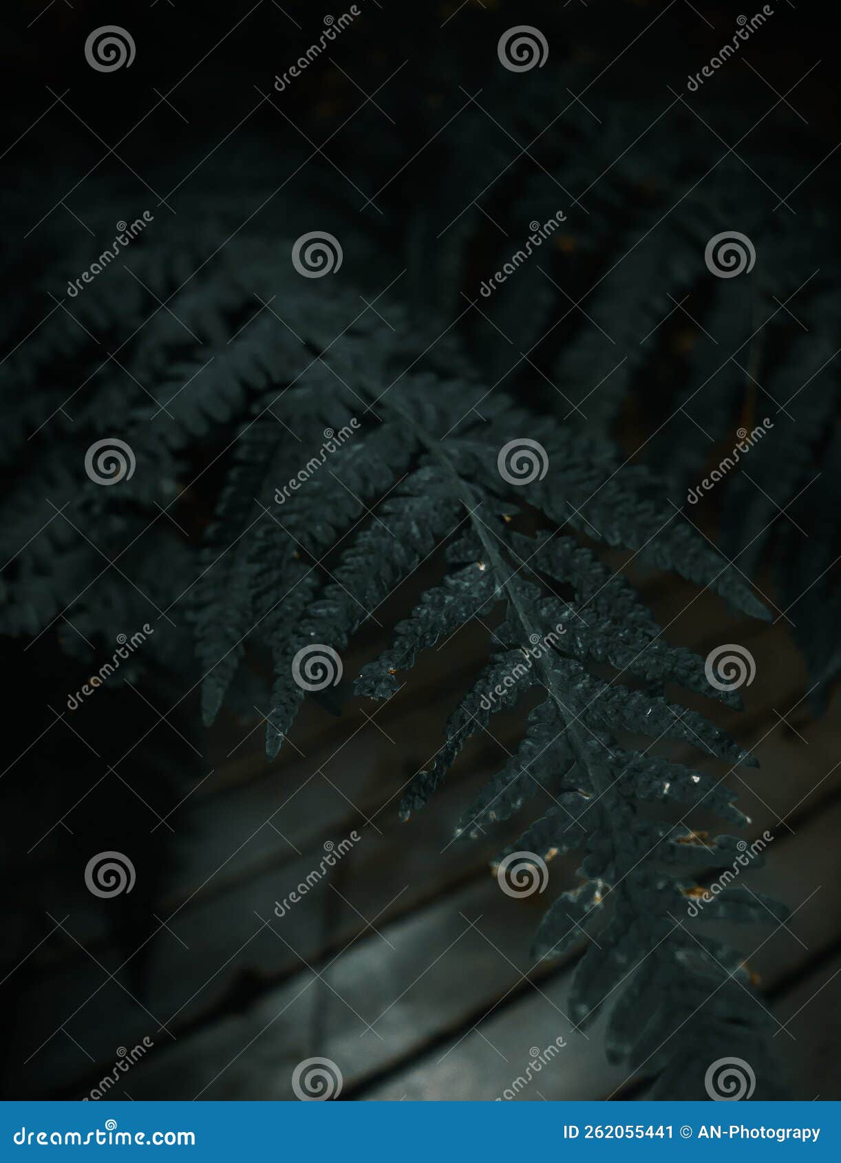 Dark Fern Leaves in a Dark Forest Stock Image - Image of dark, freezing ...
