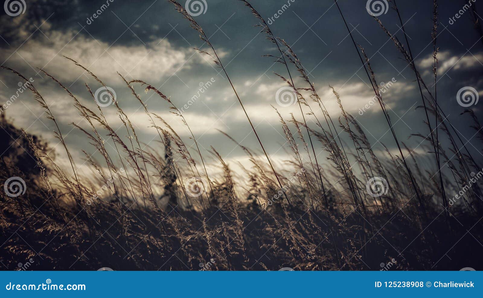 DARK FIELD stock photo. Image of depression, stormy - 125238908