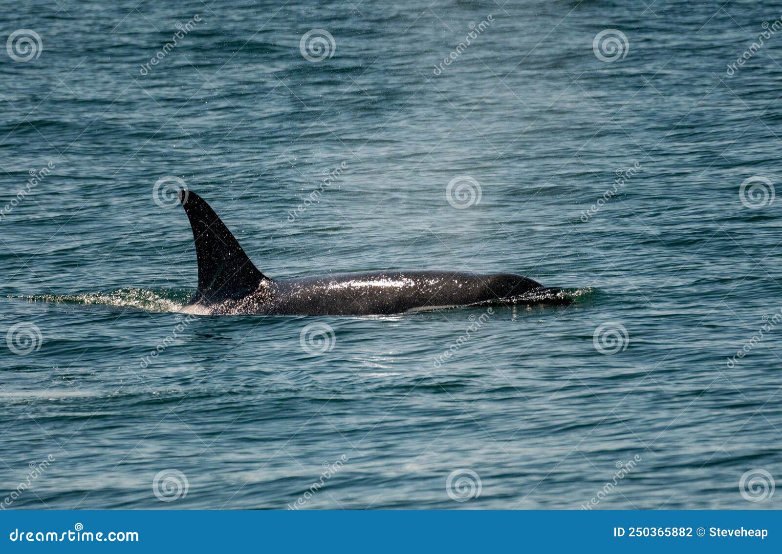 Fin of Orca Whale Cutting through Resurrection Bay Seward Stock Photo ... Fin of Orca Whale Cutting through Resurrection Bay Seward Stock Photo ...