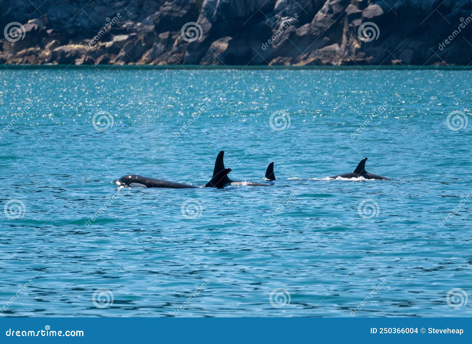 Fin of Orca Whale Cutting through Resurrection Bay Seward Stock Photo ... Fin of Orca Whale Cutting through Resurrection Bay Seward Stock Photo ...