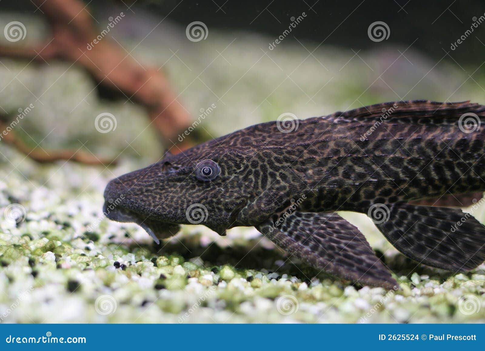 Dark fish in aquarium stock photo. Image of color, beauty - 2625524