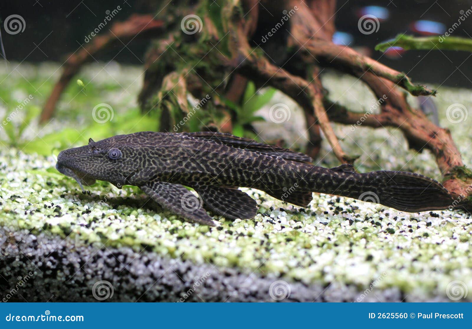 Dark fish in aquarium stock photo. Image of deep, underwater - 2625560