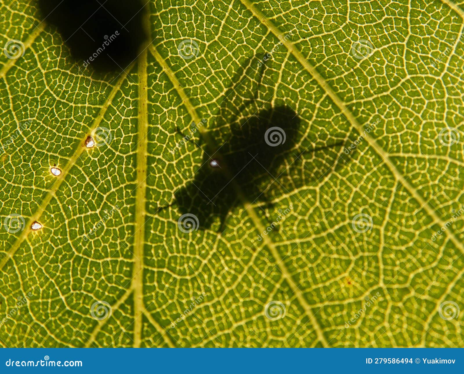Dark Fly Shadow on Back Side of Green Leaf Closeup View Stock Photo ...