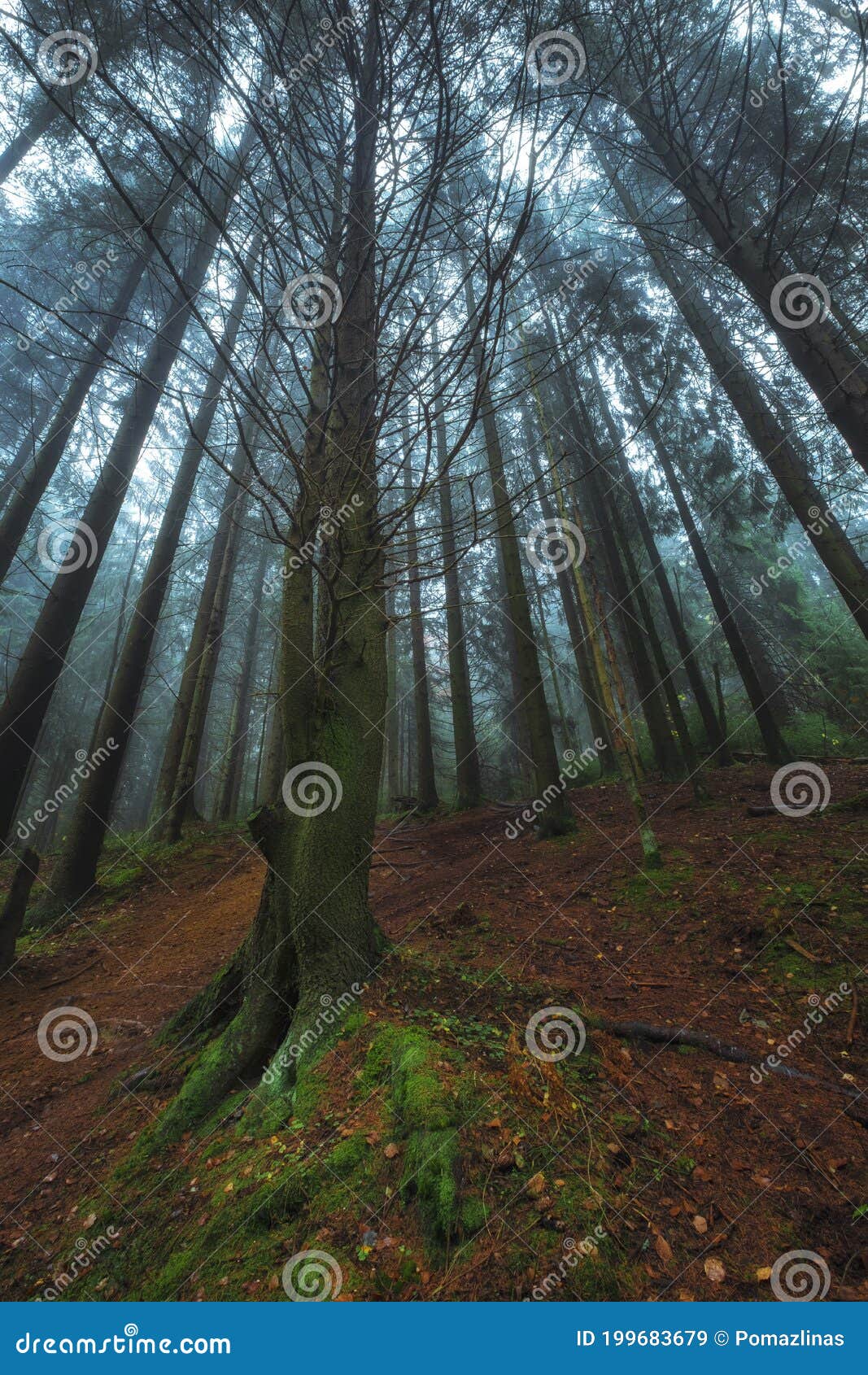 Foggy Spruce Forest with Moss on Tree Roots Stock Image - Image of ...
