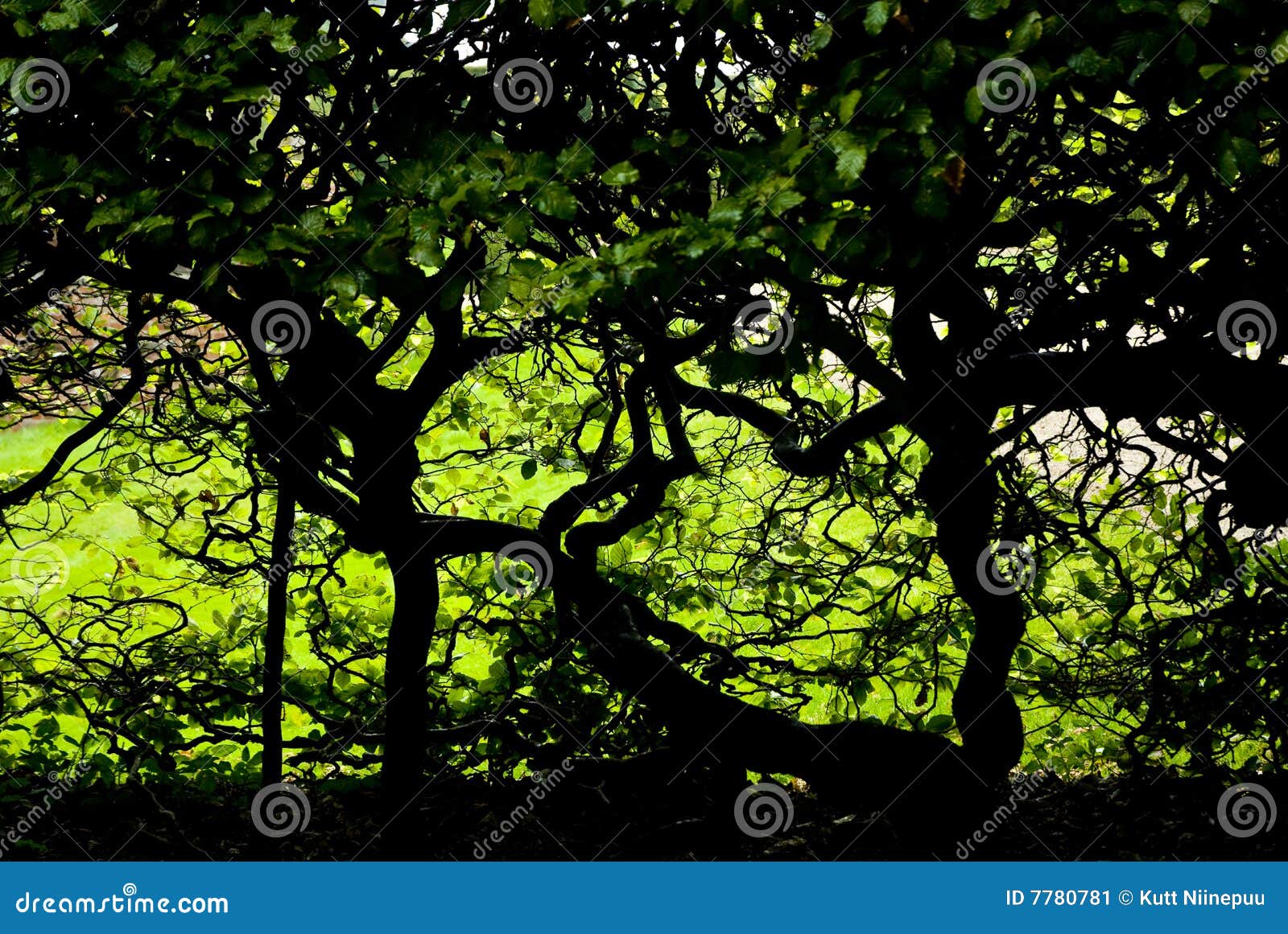 Dark Foliage and Twisted Trees Stock Image - Image of twist, natural ...